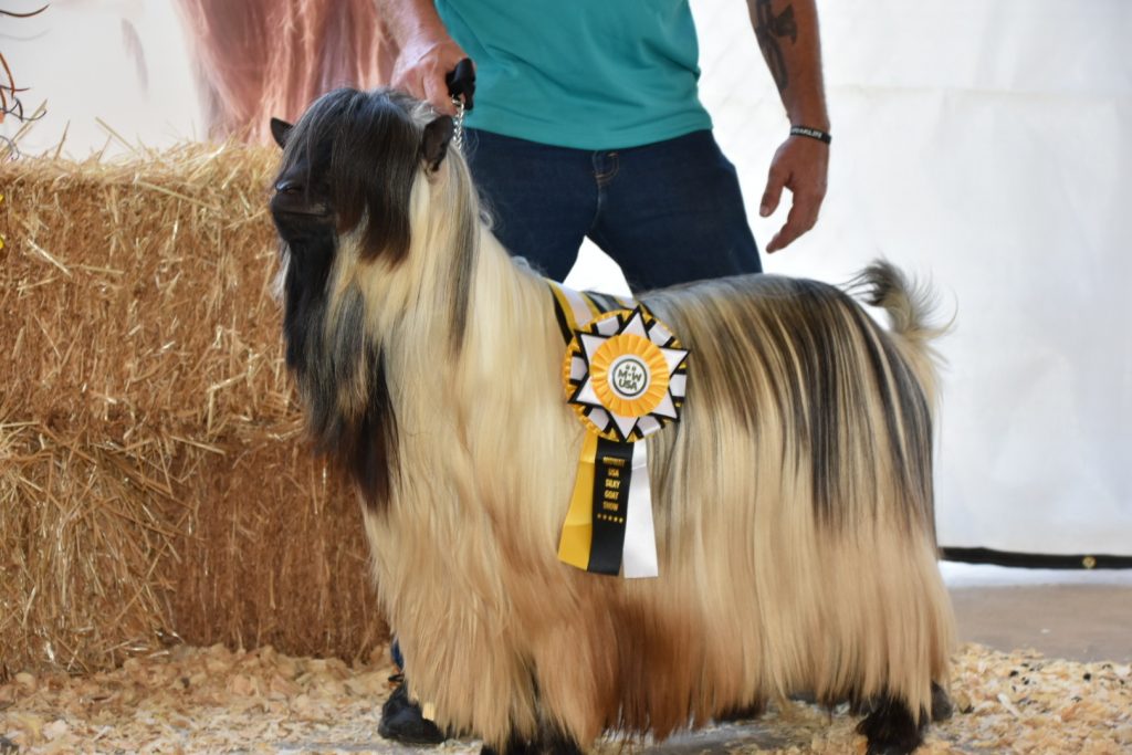 Mini Silky Fainting Goats: Smitten with Silkies - Goat Journal